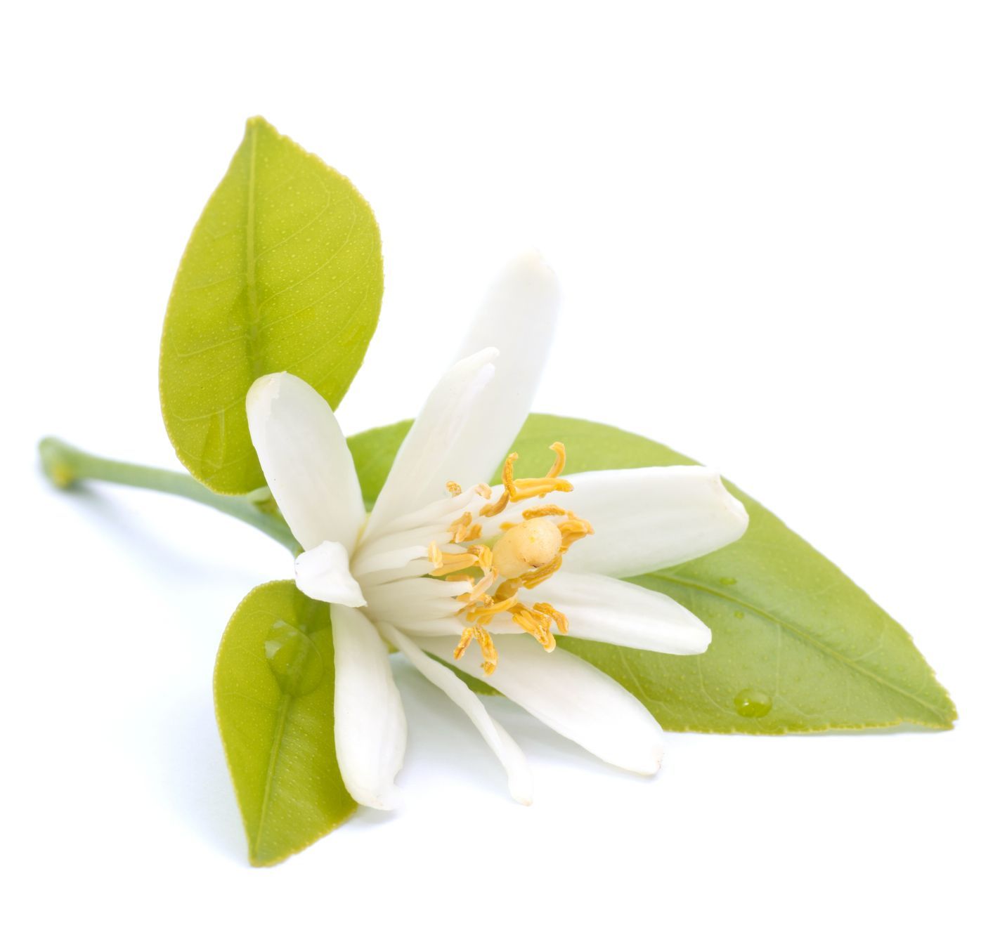 Neroli Oil - Vigon