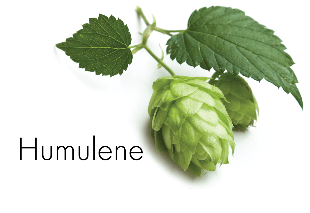 Humulene - Vigon